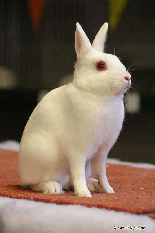 Polish - Nationale Polen- en Kleurdwergenclub (NPKC)